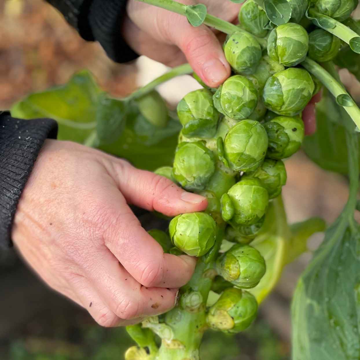 Moestuinieren in de winter? Zo doe je dat