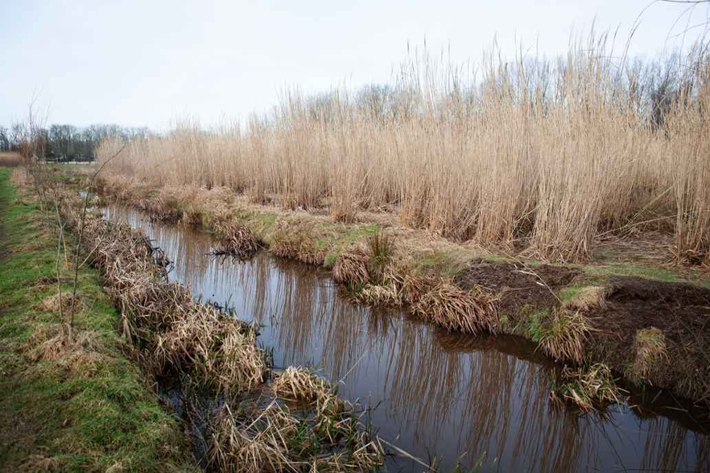 Boeren oogsten huizen: de keten van biobased bouwmateriaal | Triodos Bank